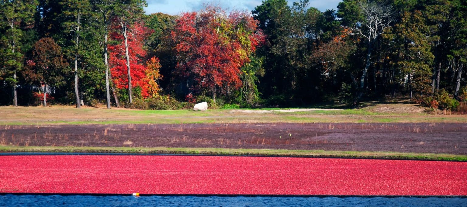 Top 7 Things To Do on Your Cape Cod Fall Getaway